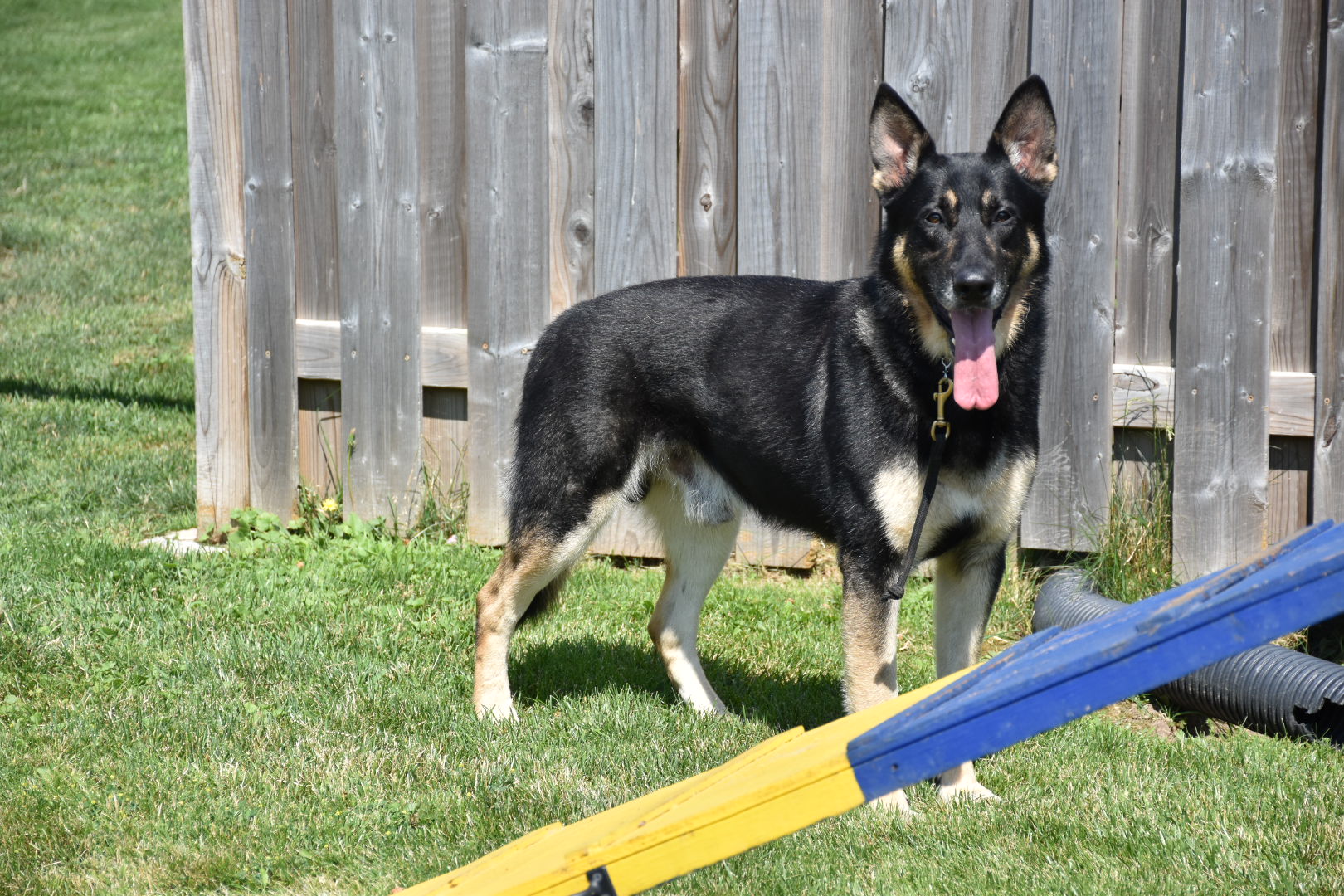 German Shepherd Studs